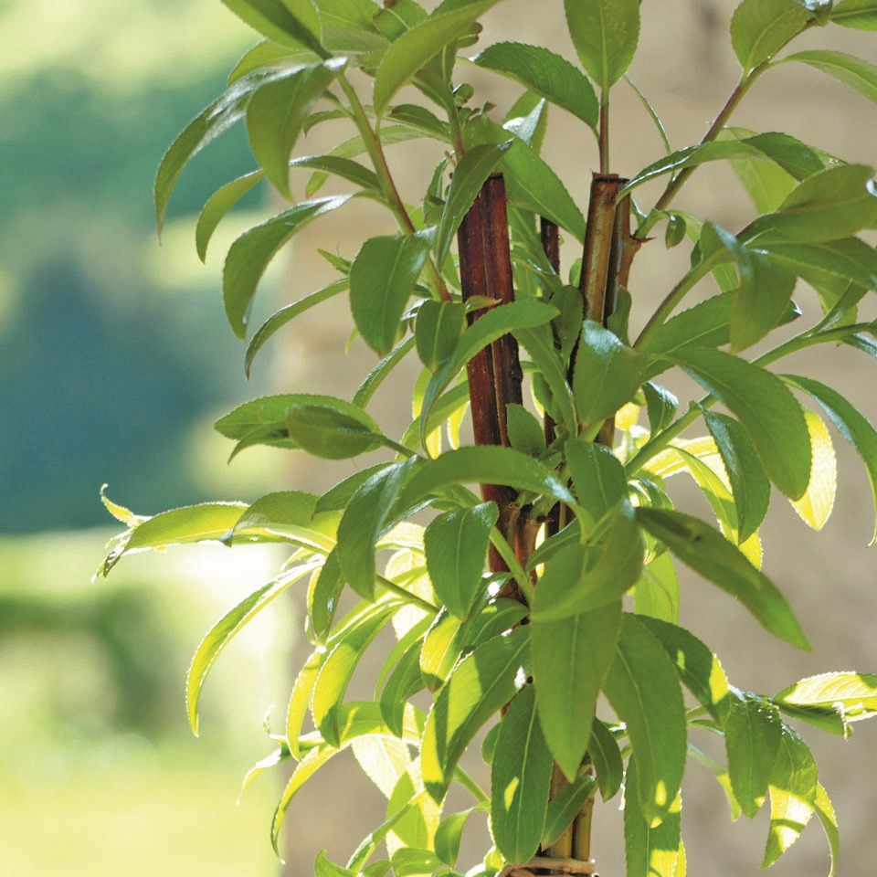 The Willow Wand® - the original website