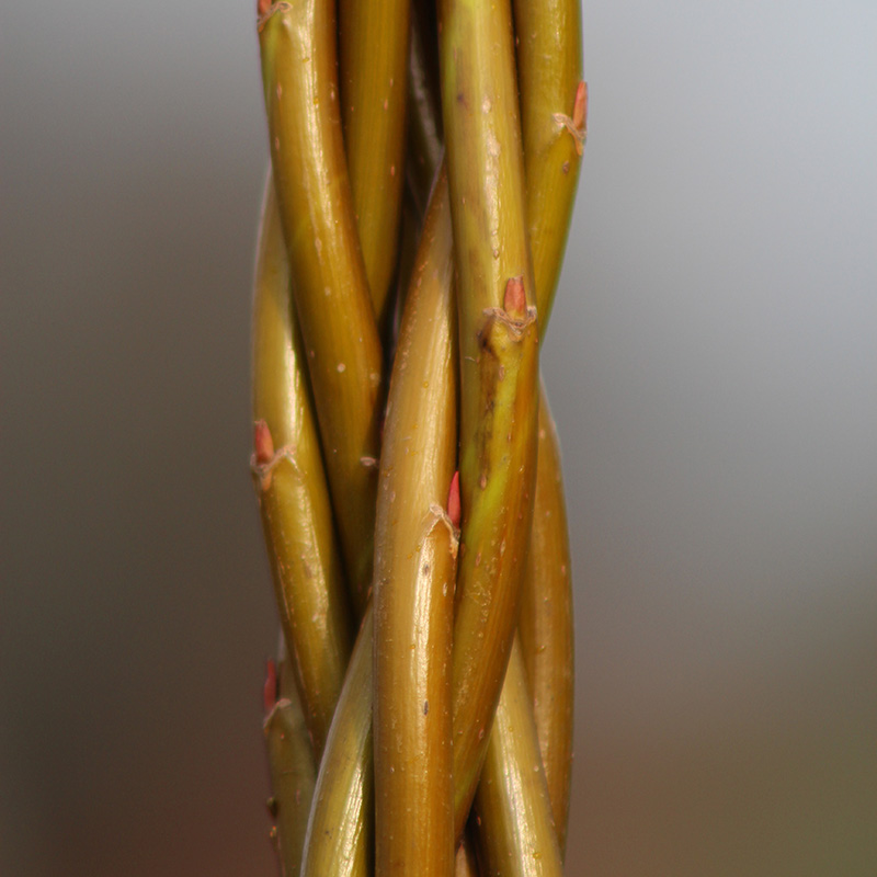 Gallery of The Willow Wand®