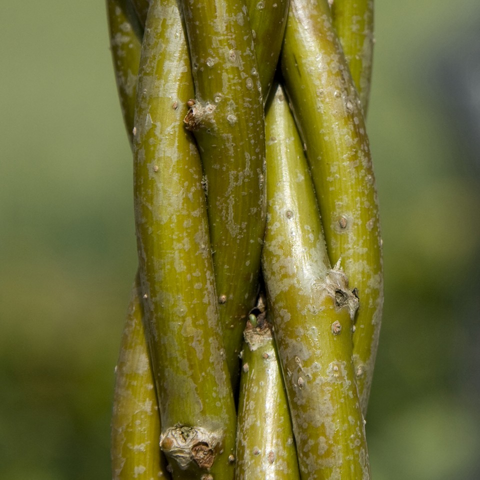 The Willow Wand® - the original website