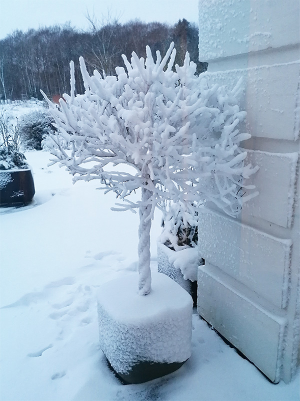 How to look after your willow tree